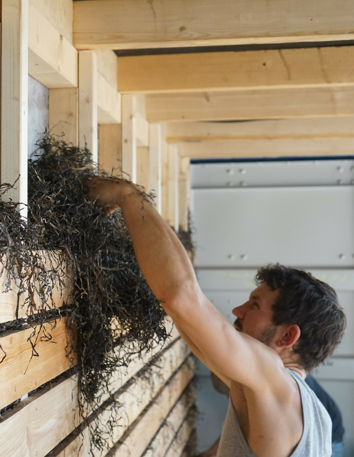 Innendämmung mit Seegras - bauhandwerk
