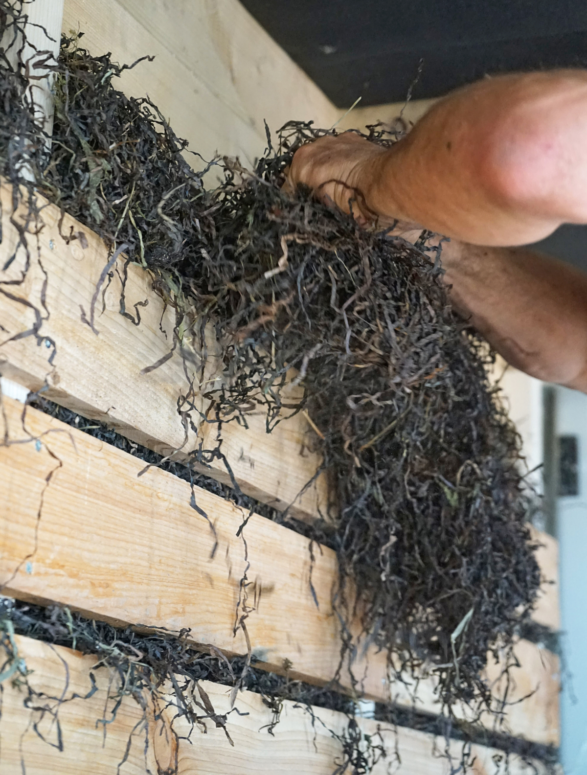 Innendämmung mit Seegras - bauhandwerk